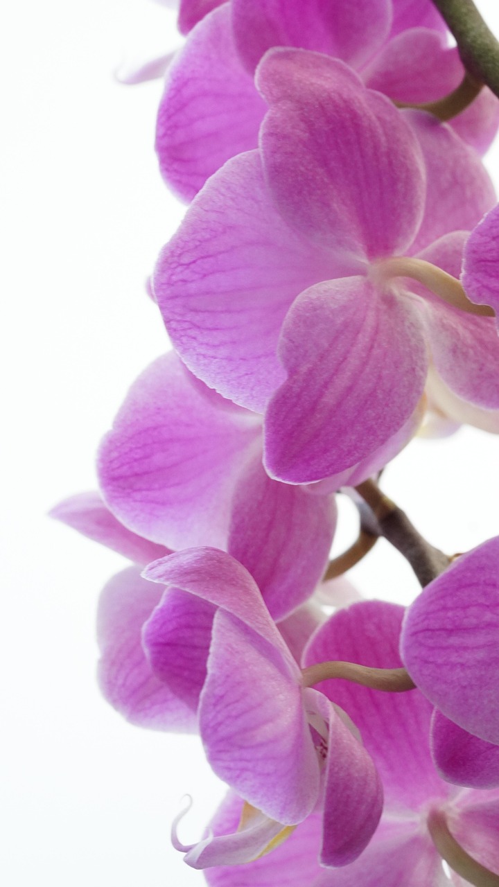 Flower Orchid Petals - Free photo on Pixabay - Pixabay