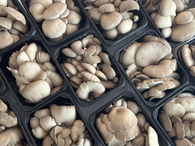 Setas De Cardo Seta Pleurotus - Foto gratis en Pixabay - Pixabay