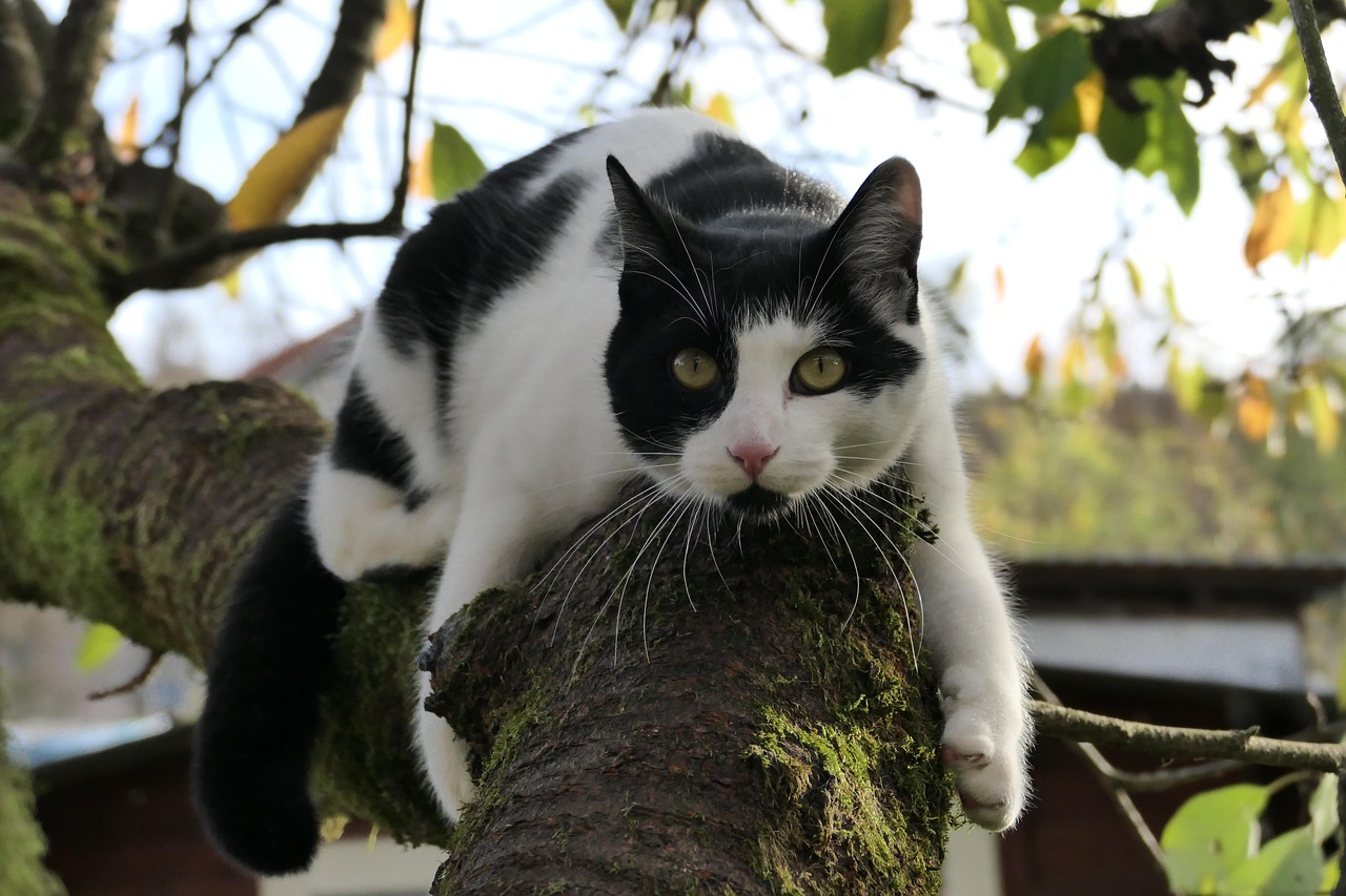 Haustier Katze Tier - Kostenloses Foto auf Pixabay - Pixabay