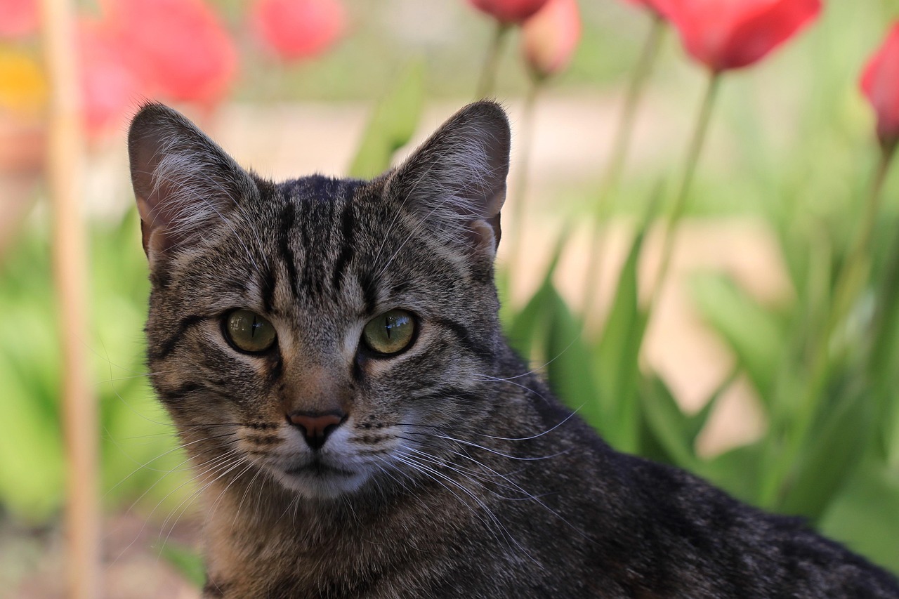 Animal Domestique Chat La Nature - Photo gratuite sur Pixabay - Pixabay