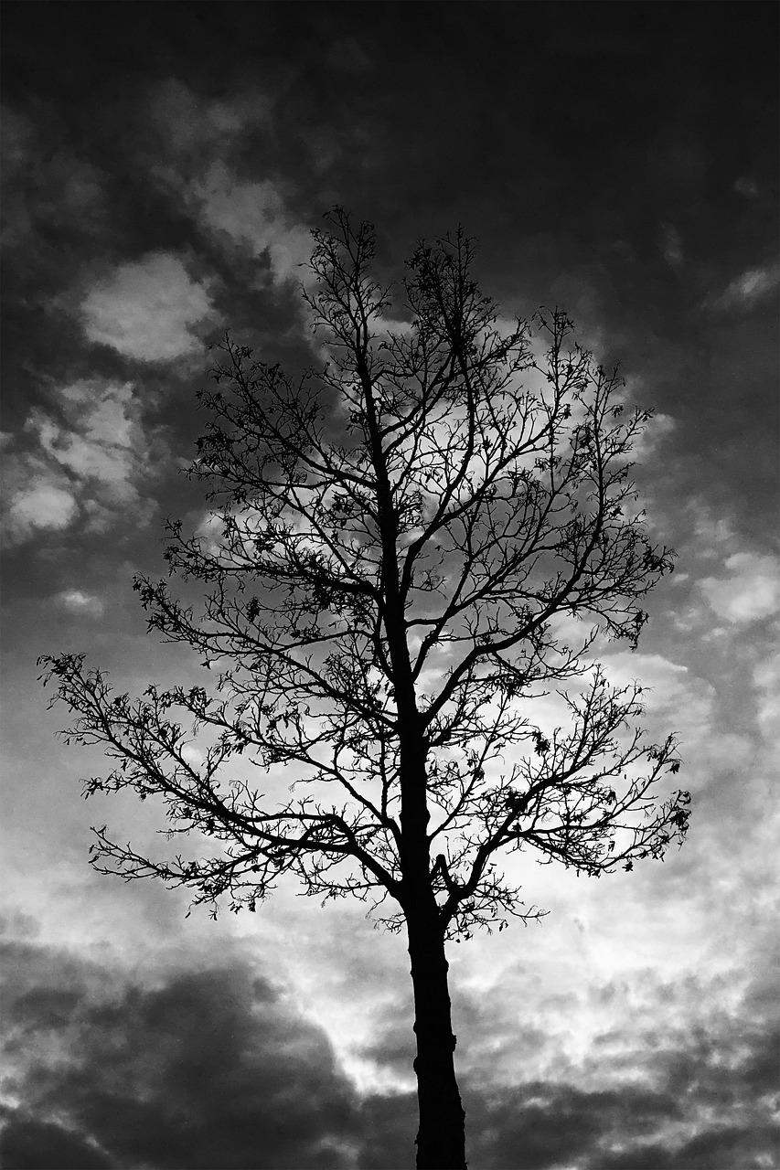 Noir Et Blanc Beaux-Arts Art - Image gratuite sur Pixabay - Pixabay