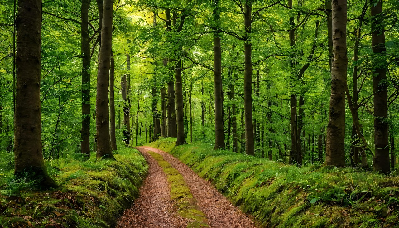 Luontokuvaus Luonne Luontokuva Pov - Ilmainen kuva Pixabayssa - Pixabay