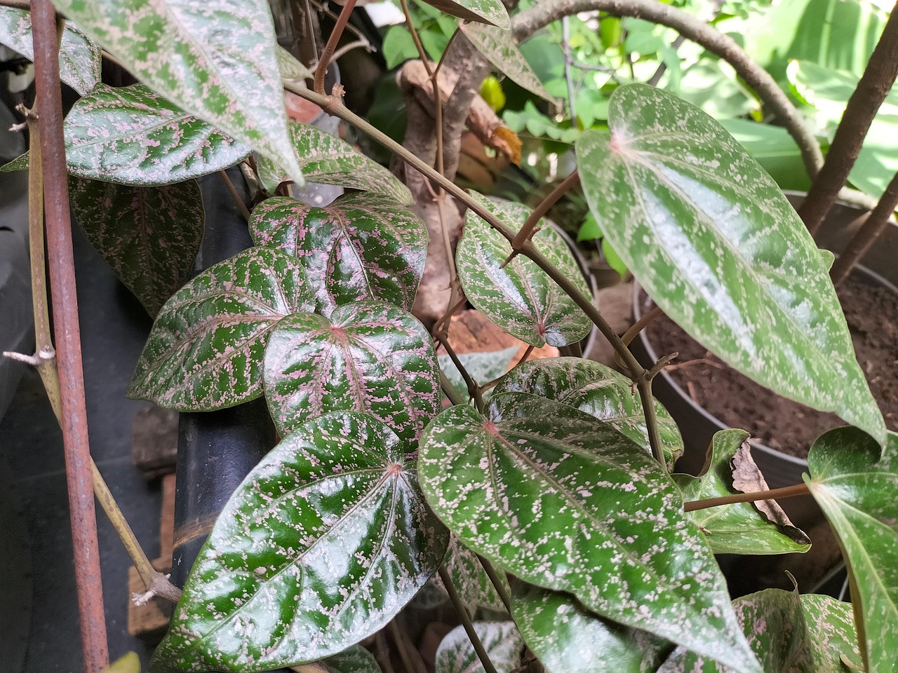 Betel Leaf Bethel - Free photo on Pixabay - Pixabay