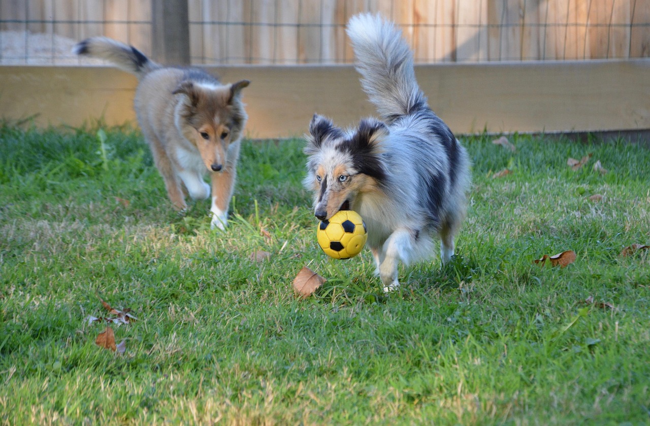 Shetland Sheepdog Dogs Dog - Free photo on Pixabay - Pixabay