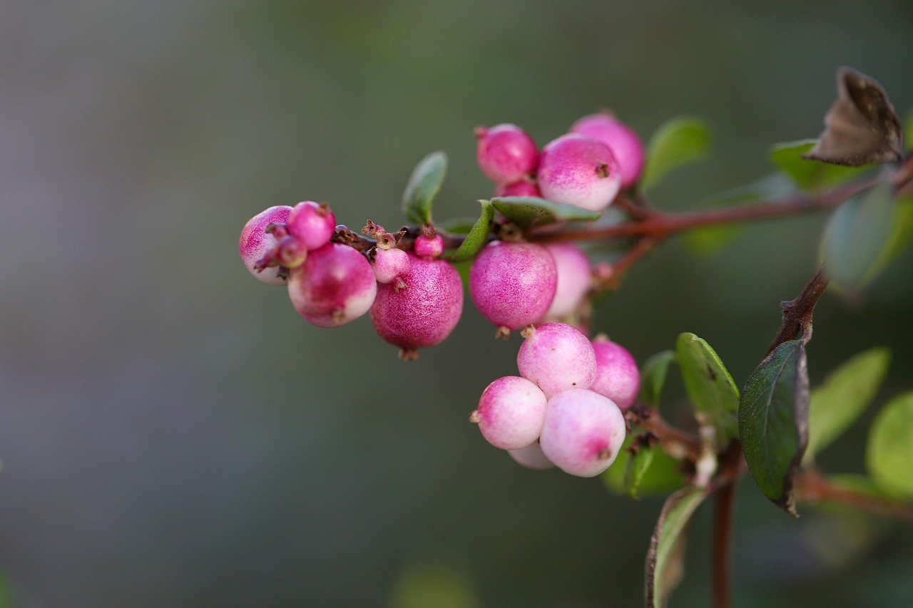 Fresh and Juicy Berry Images: Free Stock Photos of Berries and Fruits ...