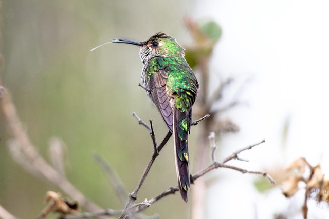 Hummingbird Bird Plumage - Free photo on Pixabay - Pixabay