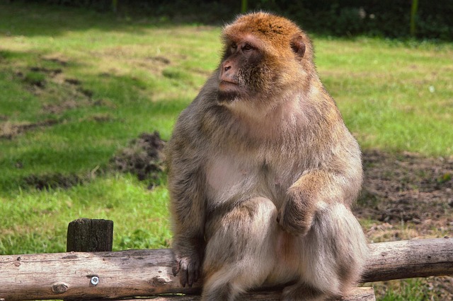 Macaco Natureza Primata - Foto gratuita no Pixabay - Pixabay