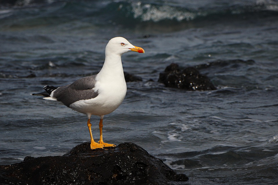 Herring Gull Bird - Free photo on Pixabay