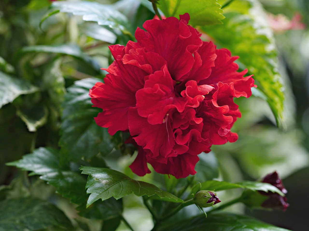 Cina Rose Bunga Tanaman Mawar - Foto gratis di Pixabay - Pixabay