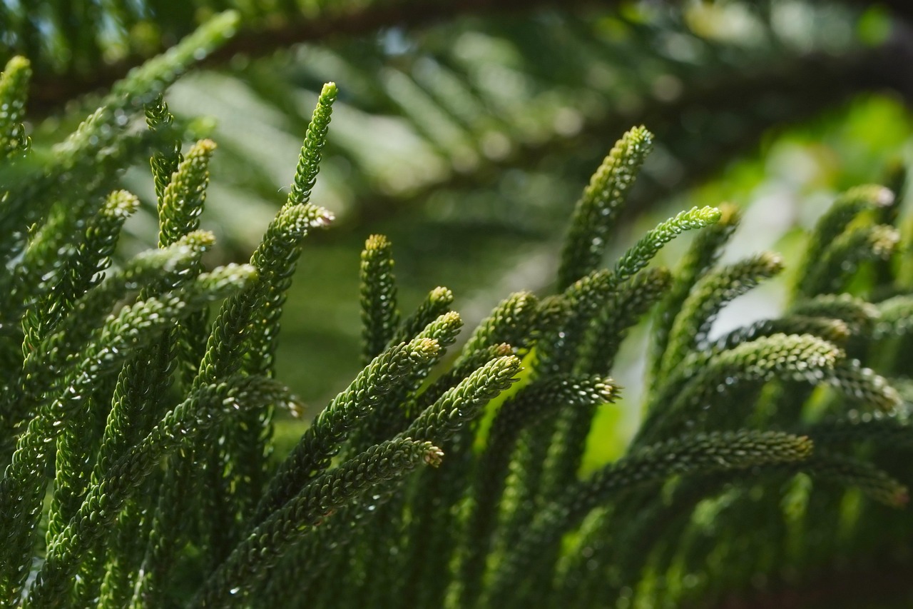 Norfolk Island Pine Needles - Free photo on Pixabay - Pixabay