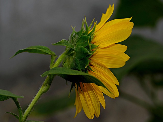 100+ Free Sepals & Nature Images - Pixabay