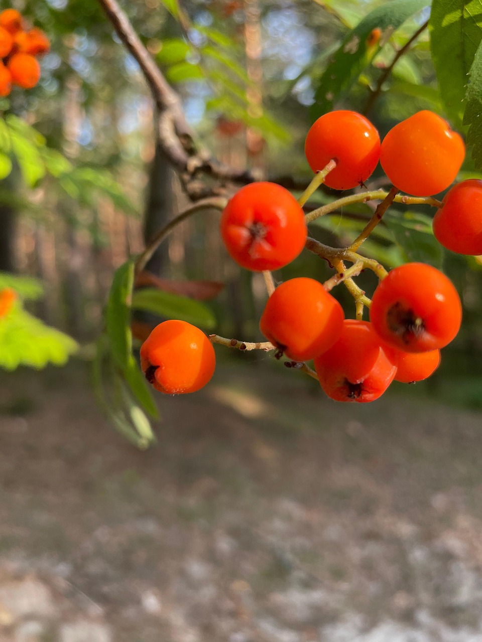 Mountain Ash Nature Autumn - Free photo on Pixabay - Pixabay