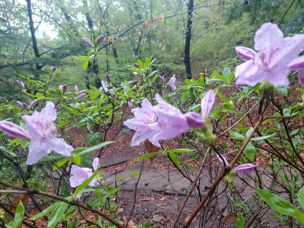 Azalea Alam Musim Semi - Foto gratis di Pixabay - Pixabay