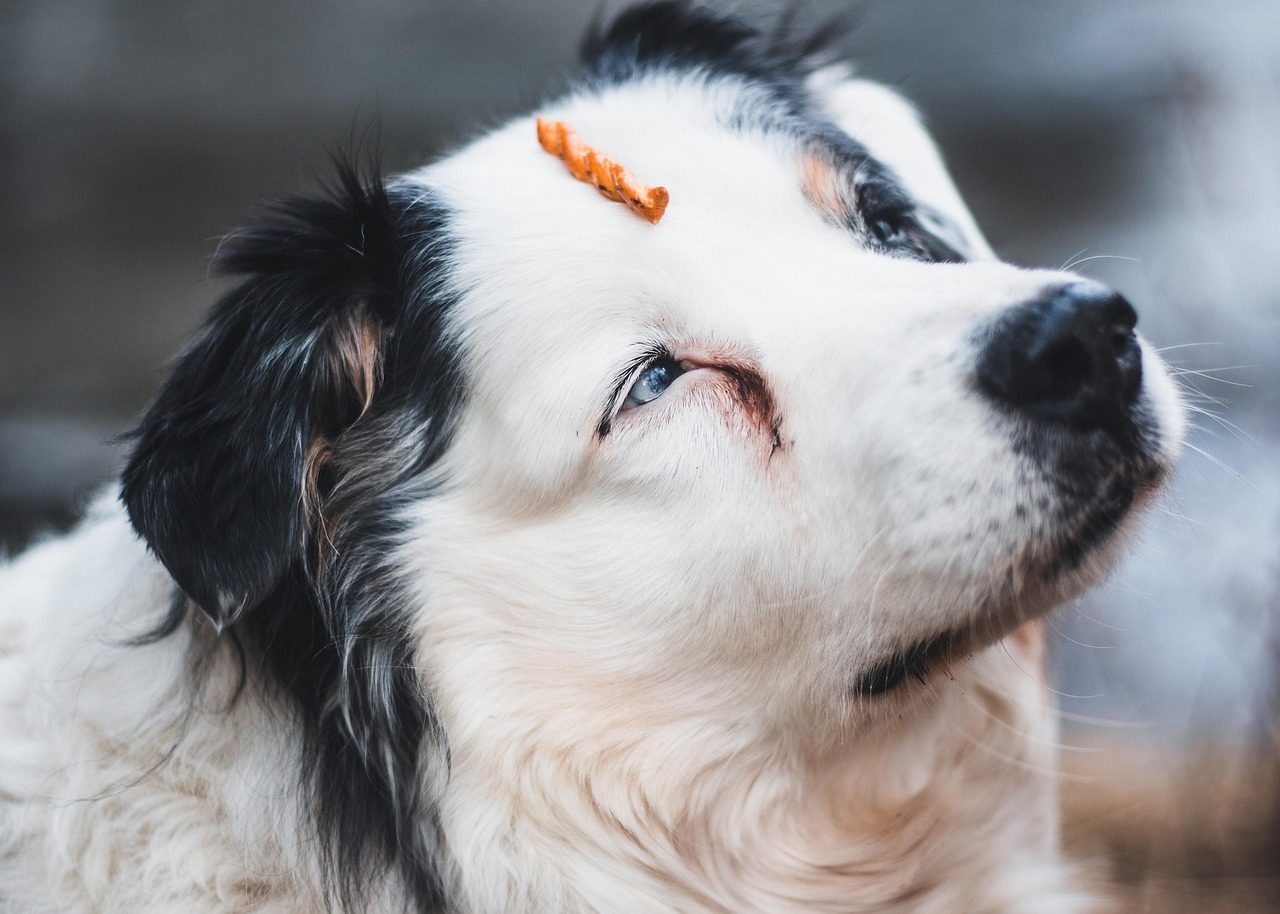 Dog Pet Animal - Free photo on Pixabay - Pixabay