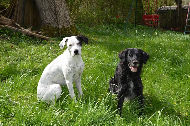 Dogs Domestic Animal - Free photo on Pixabay - Pixabay