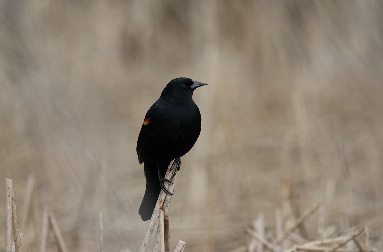 Black Bird Animal - Free photo on Pixabay - Pixabay