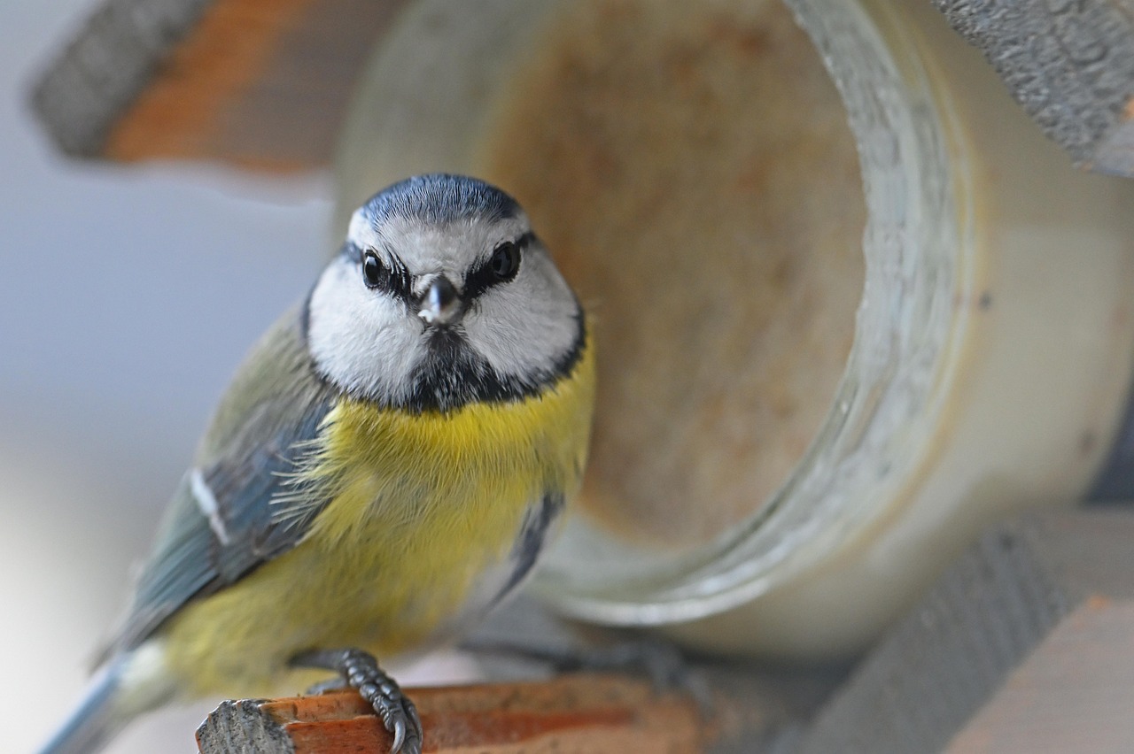 Tit Bird Animal Blue - Free photo on Pixabay - Pixabay