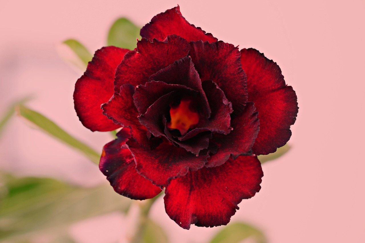 Flower Adenium Red - Free photo on Pixabay - Pixabay