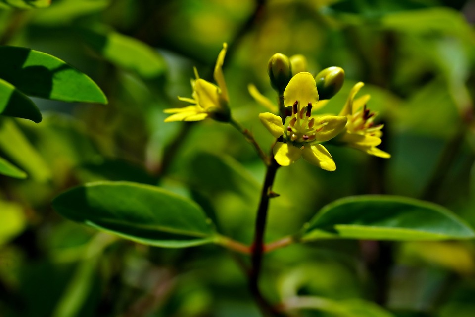 Flor Golden Shower Natureza - Foto gratuita no Pixabay - Pixabay