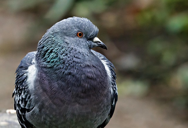 Piccione Selvatico Uccello Animale - Foto gratis su Pixabay