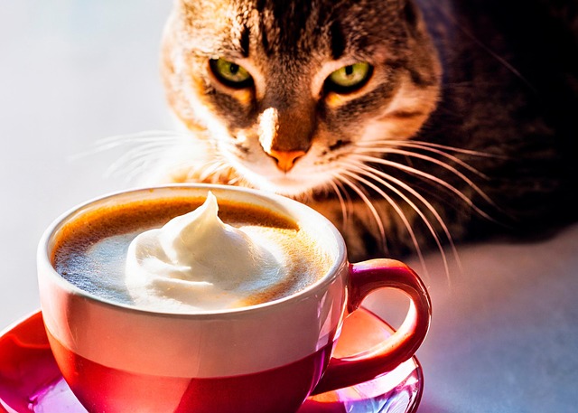 Download Cat Cream Coffee Royalty-Free Stock Illustration Image - Pixabay