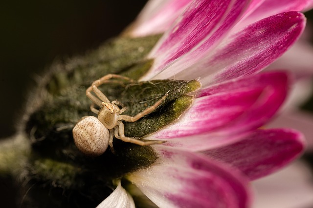 Spider Crab Insect - Free photo on Pixabay - Pixabay