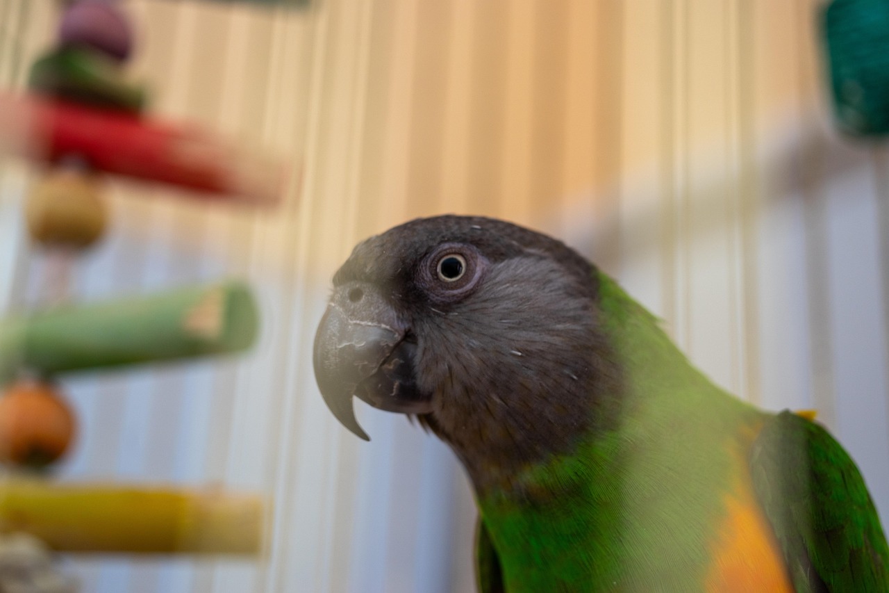 Parrot Bird Animal A - Free photo on Pixabay - Pixabay
