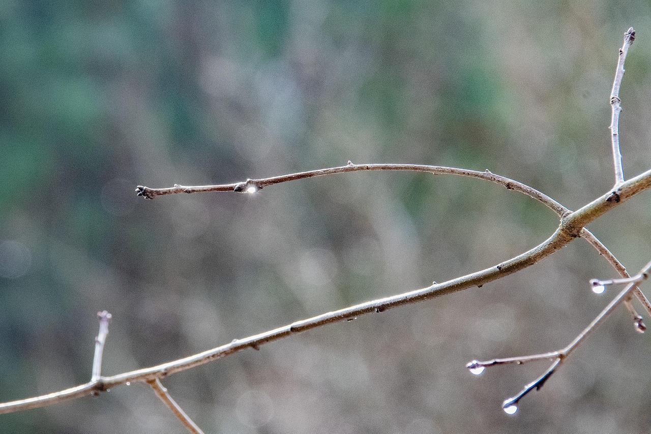 Plugged Twig Winter - Free photo on Pixabay