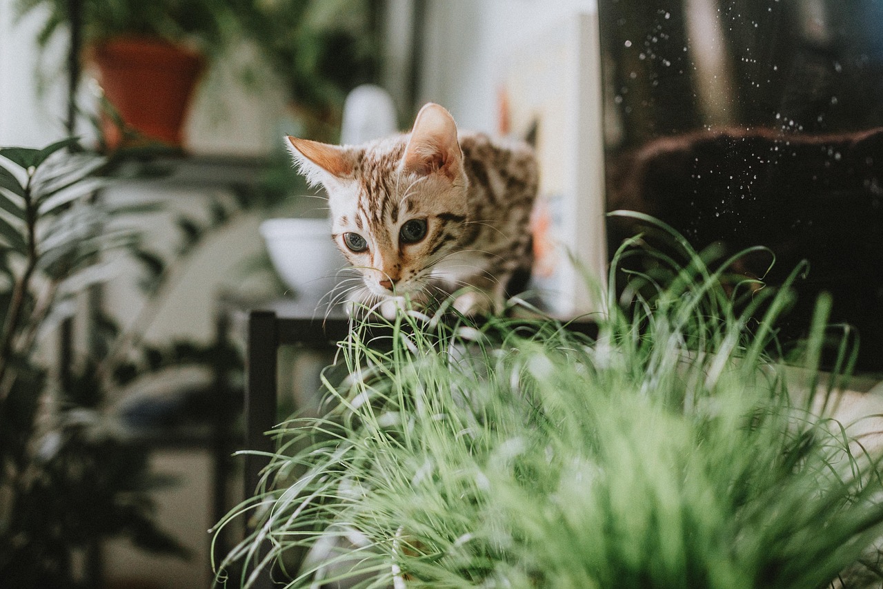 Bengala Gato Animal Bicho De - Imagens grátis no Pixabay - Pixabay