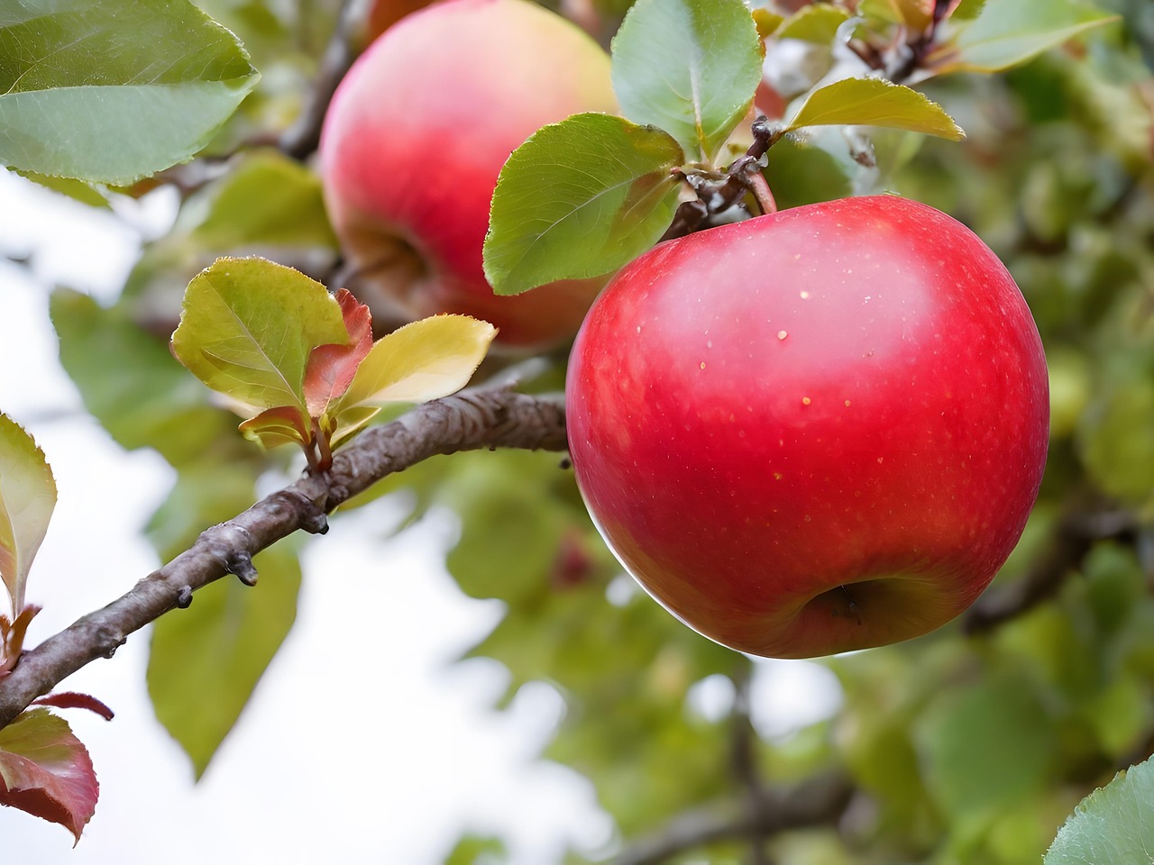 Download Red Apple, Dj Red Apple, Apple Red. Royalty-Free Stock ...