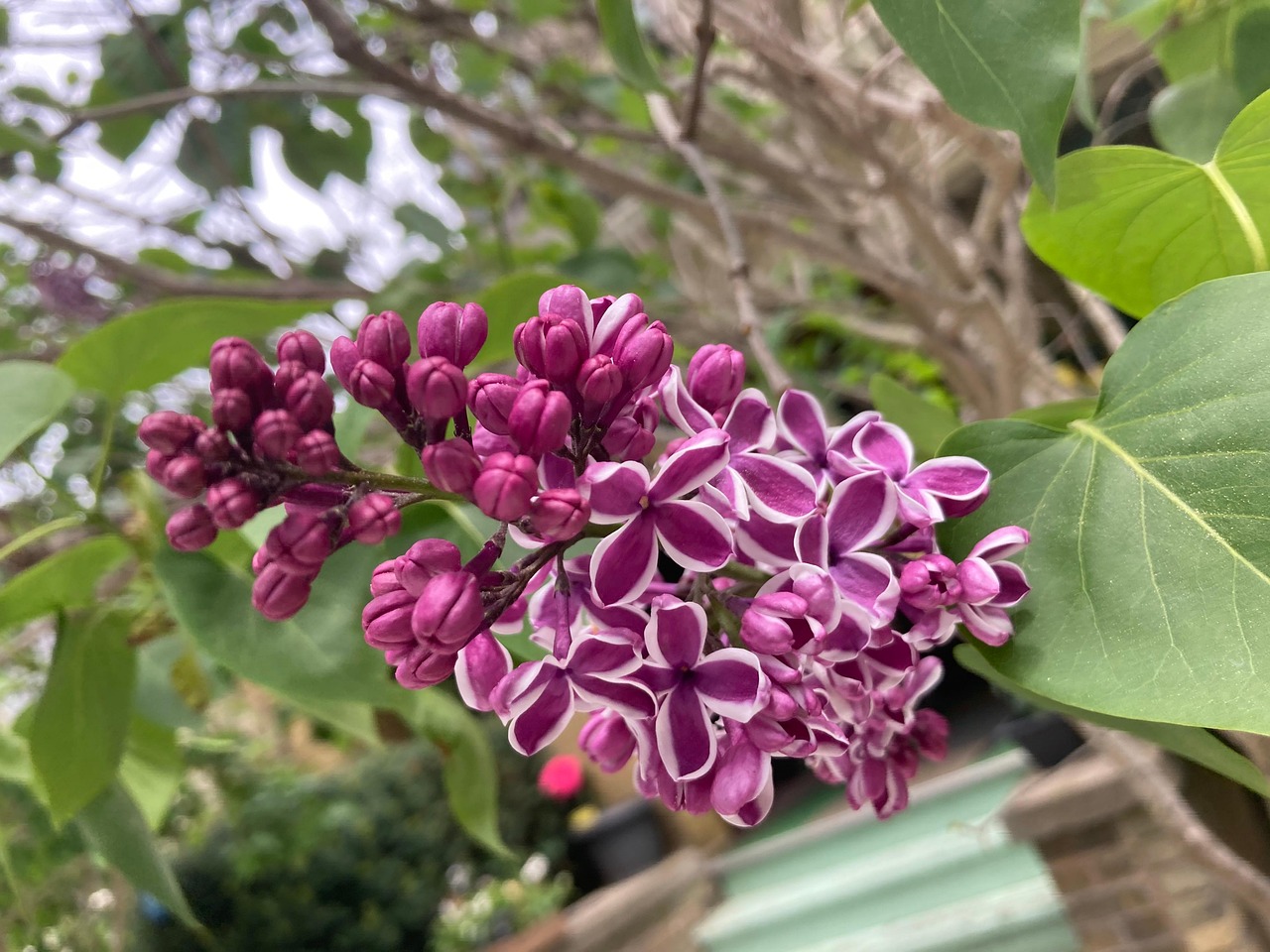 Purple Flowers Lilacs - Free photo on Pixabay