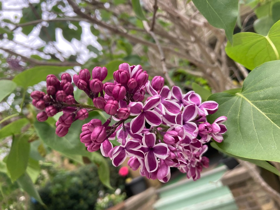 Purple Flowers Lilacs - Free photo on Pixabay