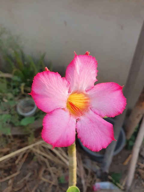 Pollen Flower Bloom - Free photo on Pixabay - Pixabay