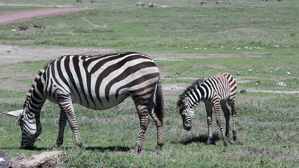 Zebra Wildlife Stripes African - Free photo on Pixabay - Pixabay