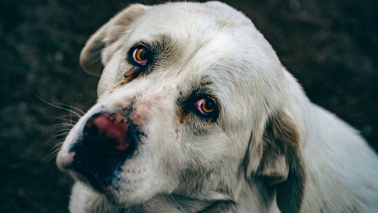 Animal Scott Dog - Free photo on Pixabay - Pixabay