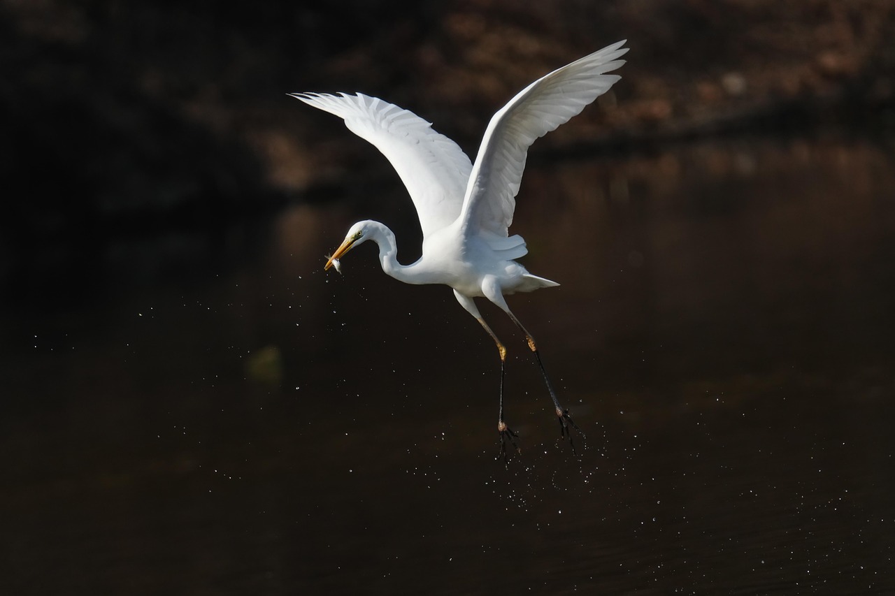 Common Heron Egret Animal - Free photo on Pixabay