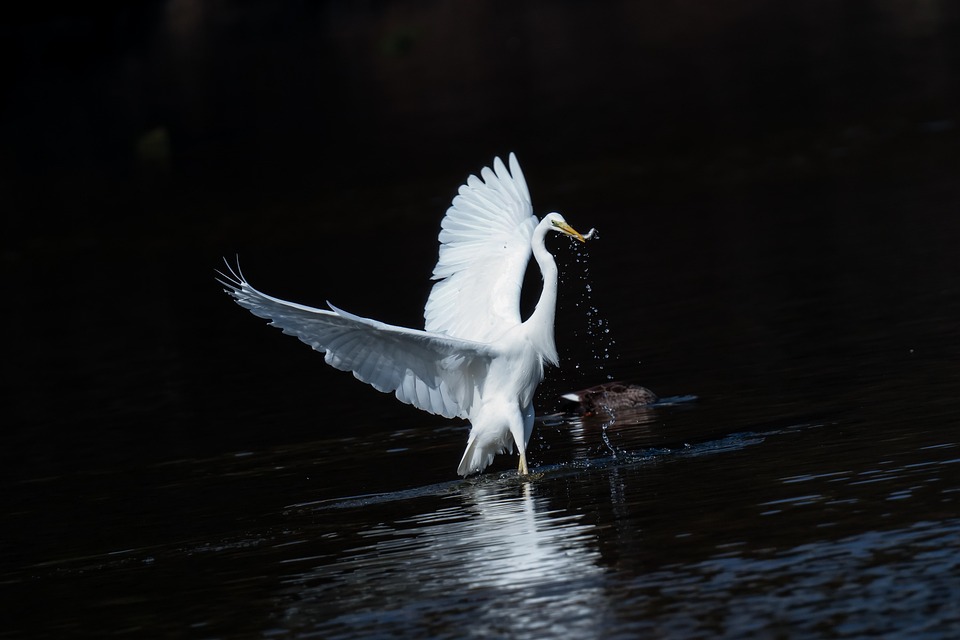 Common Heron Egret New - Free photo on Pixabay - Pixabay