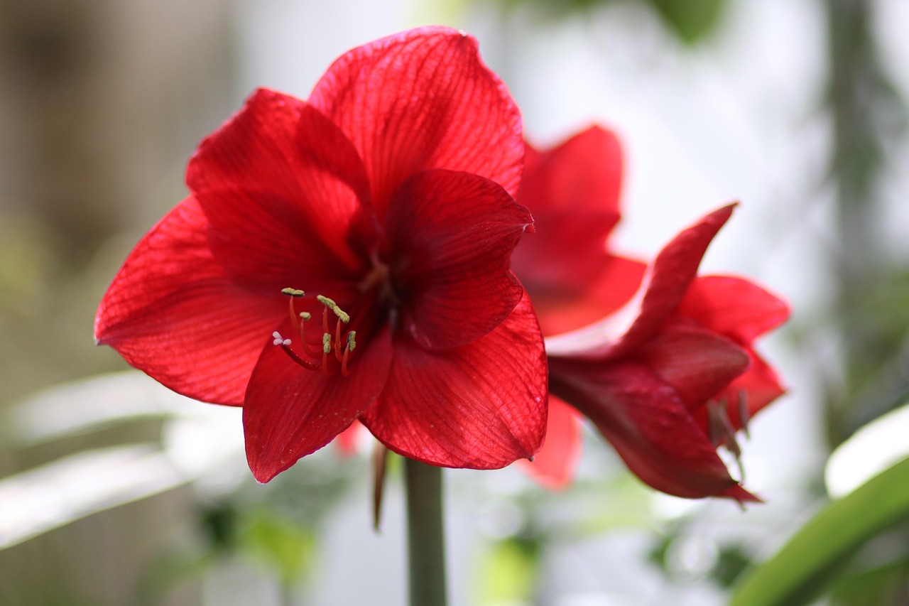 Orchidées Rouge Nature - Photo gratuite sur Pixabay - Pixabay