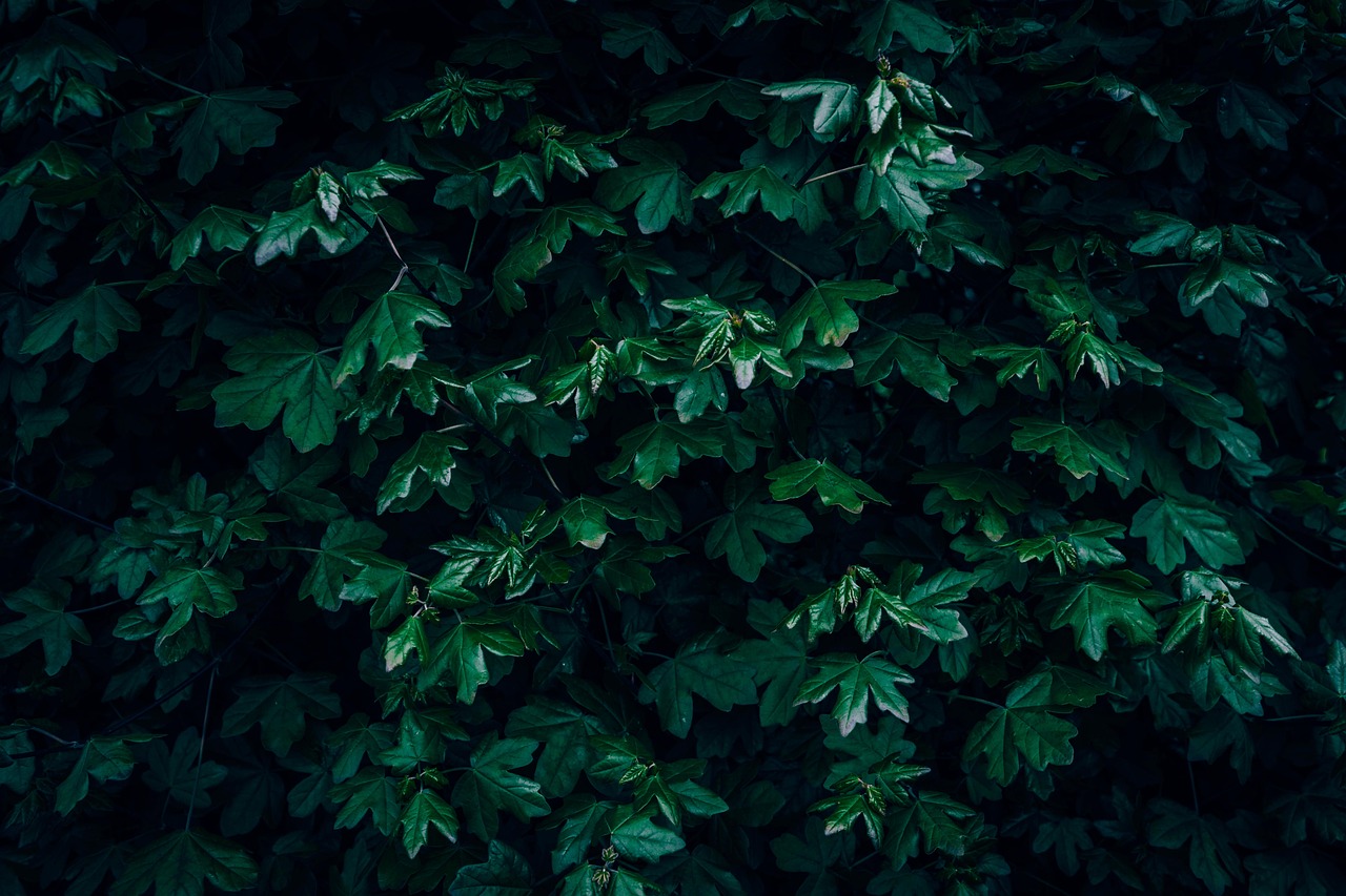 Dark Green Field Maple Fresh - Free photo on Pixabay - Pixabay