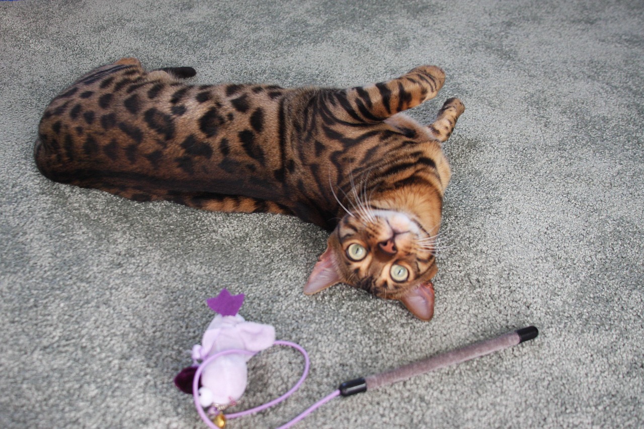Cat Bengal Tiger - Free photo on Pixabay - Pixabay