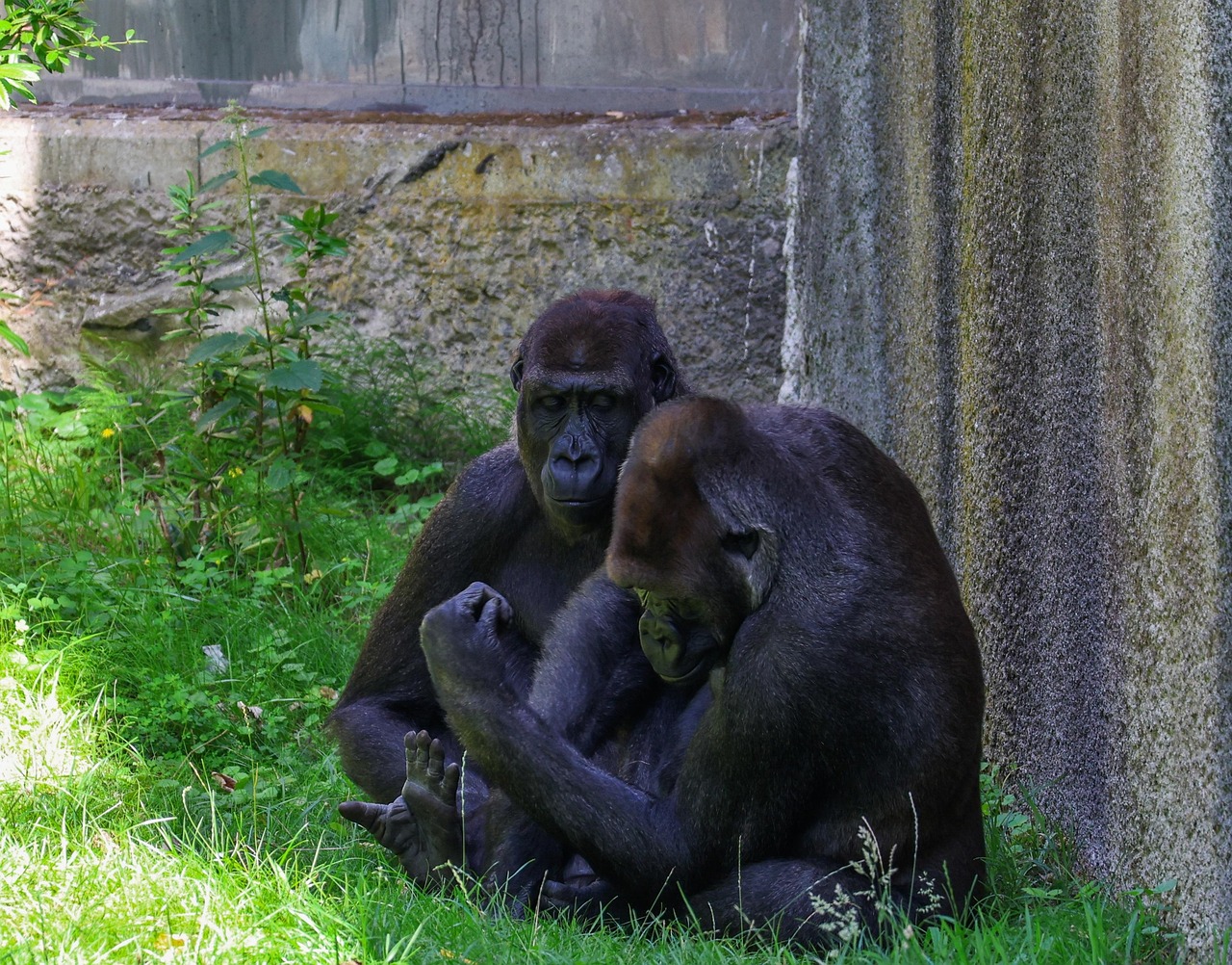 Gorilla Affe - Kostenloses Foto auf Pixabay - Pixabay