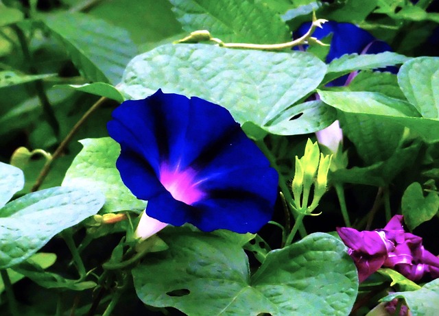 Natur Blume Winde - Kostenloses Foto auf Pixabay - Pixabay