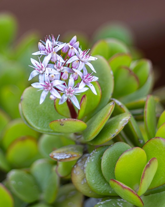 La Nature Plante Flore - Photo gratuite sur Pixabay - Pixabay