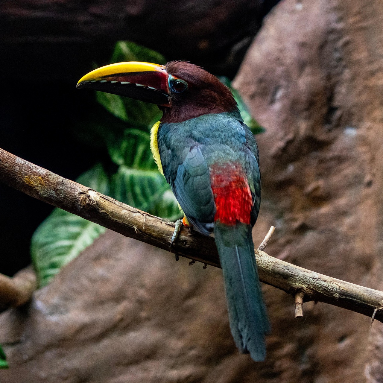 Oiseau Ornithologie Espèce - Photo gratuite sur Pixabay - Pixabay