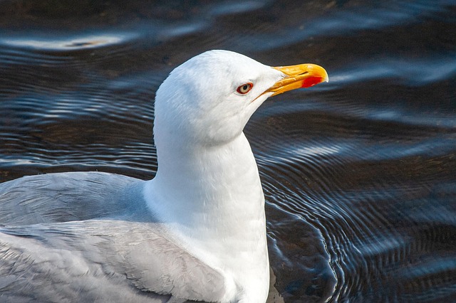 Seagull Nature Bird - Free photo on Pixabay - Pixabay
