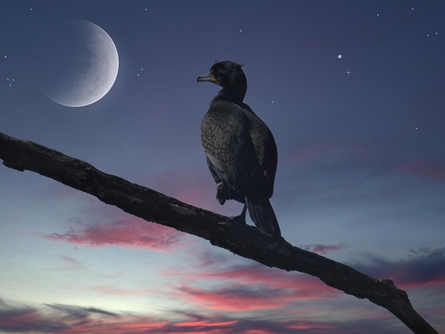 Cormorant Bird Moon - Free photo on Pixabay