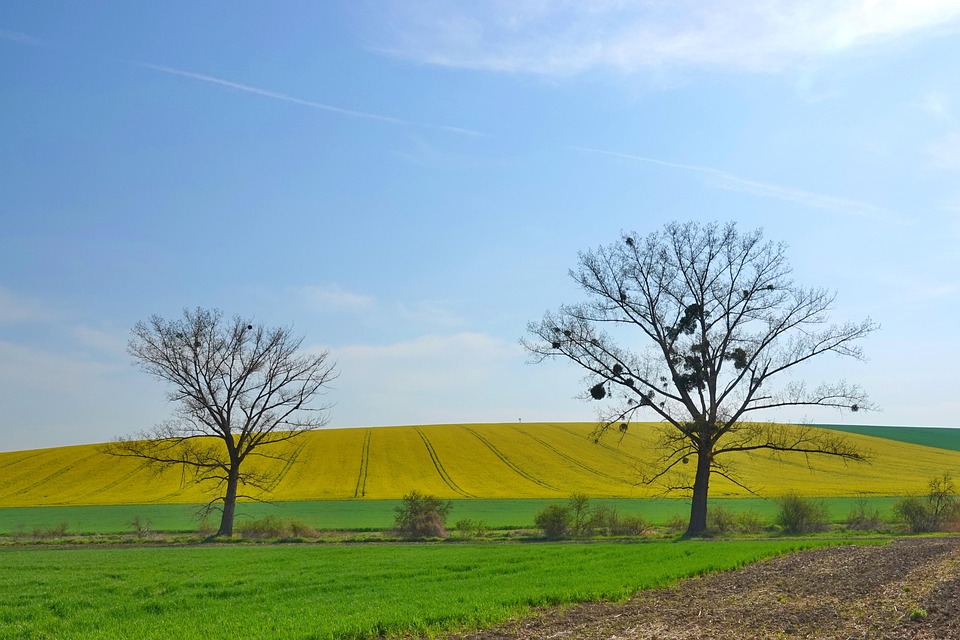 Nature Field Colorful - Free photo on Pixabay - Pixabay