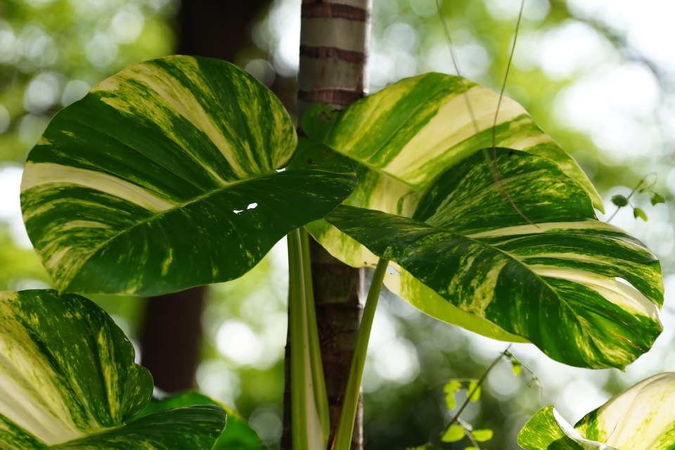 Flora Leaves Nature - Free photo on Pixabay - Pixabay