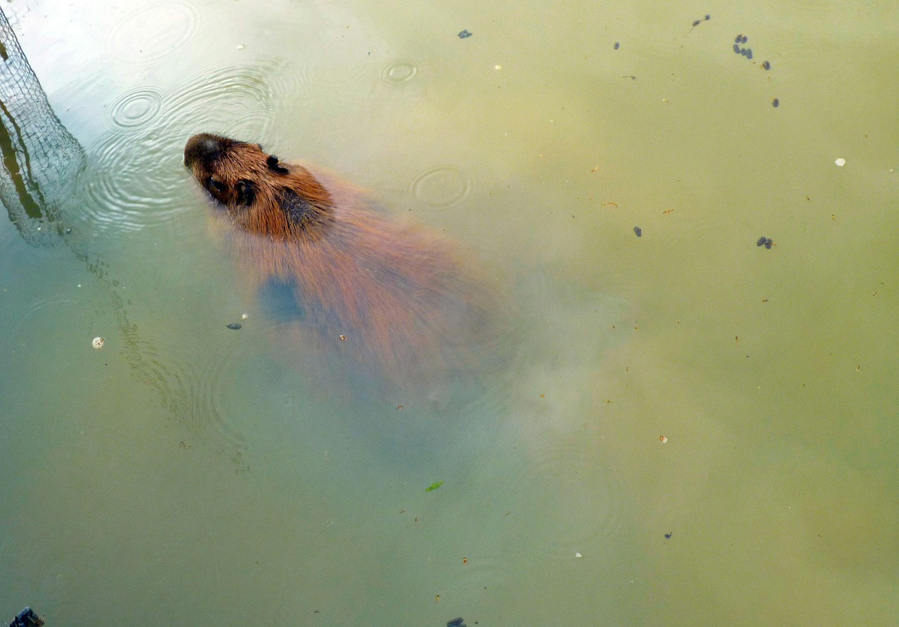 Animal Capibara Agua - Foto gratuita no Pixabay - Pixabay