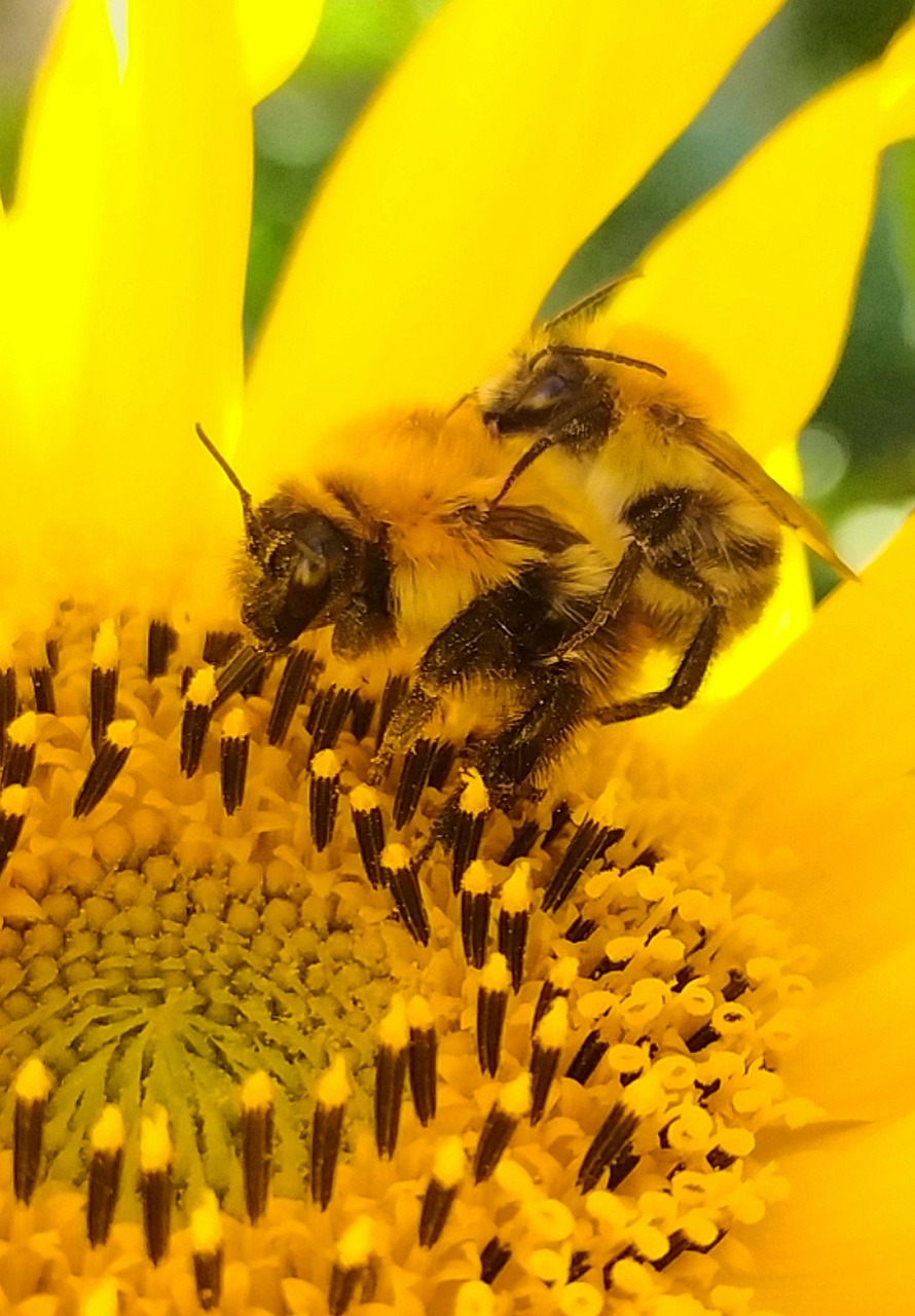 Kimalainen Kukka Makro Kukat - Ilmainen valokuva Pixabayssa - Pixabay